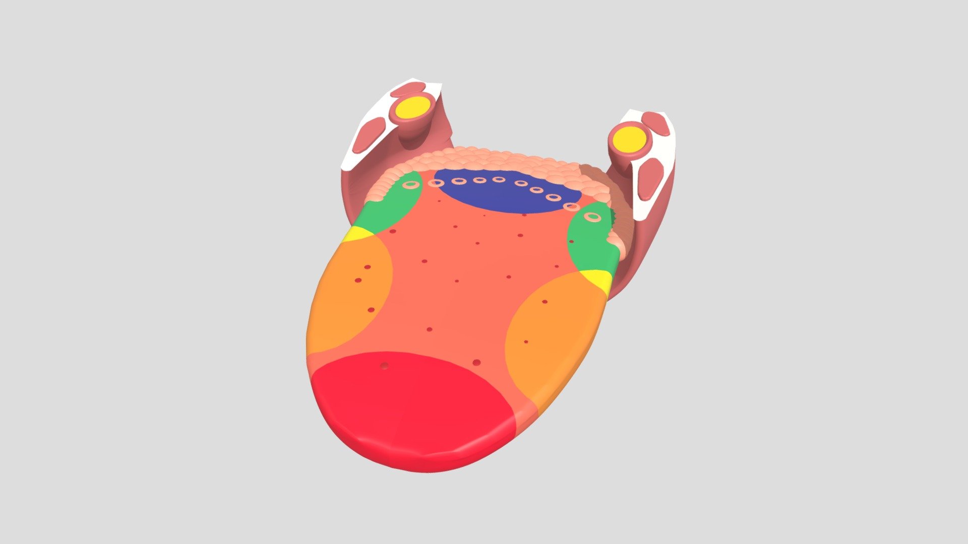 Anatomi Lidah (Tongue Anatomy) - Download Free 3D model by Umar Faruq ...