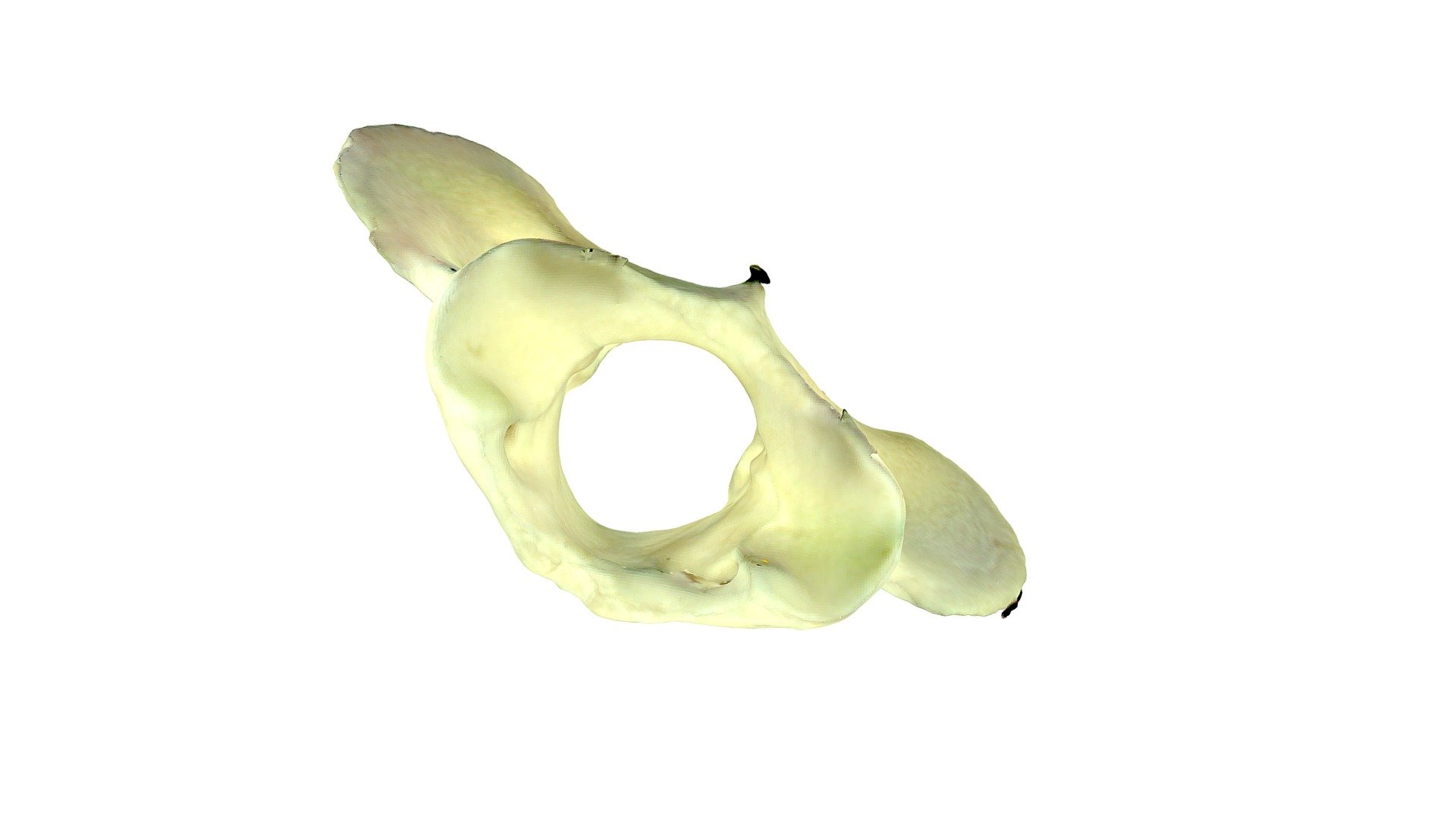 Dog Atlas - Annotated - 3D model by rvcanatomy [950cf17] - Sketchfab