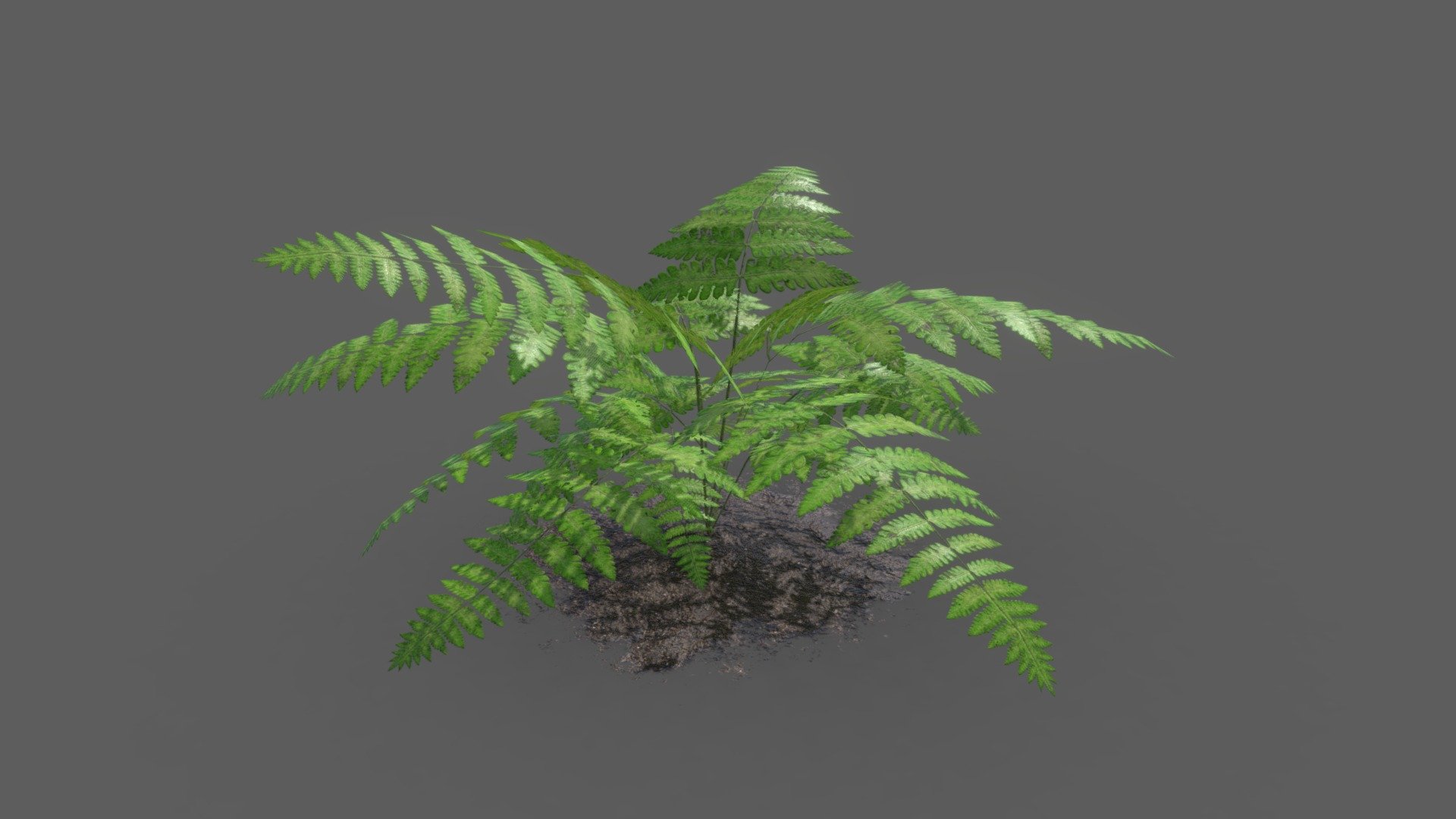 Fern - 3D model by TrevorDusablon [950d0ec] - Sketchfab
