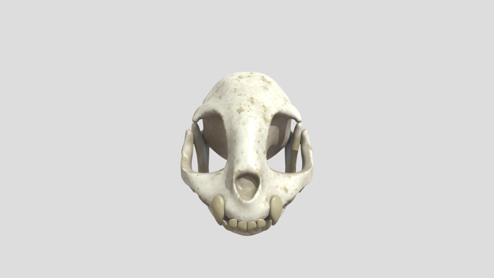 Cat Skull - 3D model by Presley (@CPresley250900) [950f807] - Sketchfab