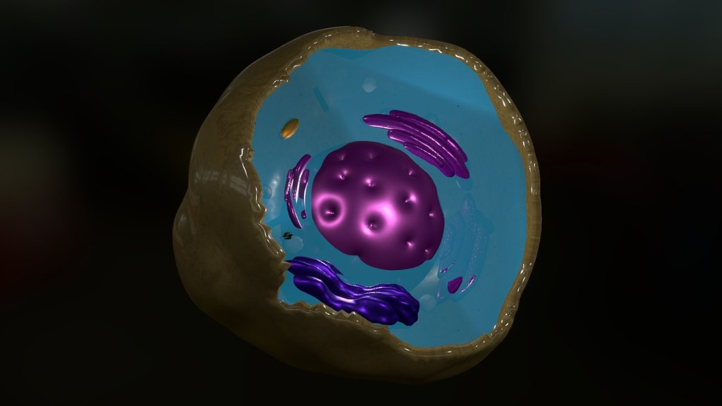 Animal Cell - 3D model by David M. (@davidm) [9512bad] - Sketchfab