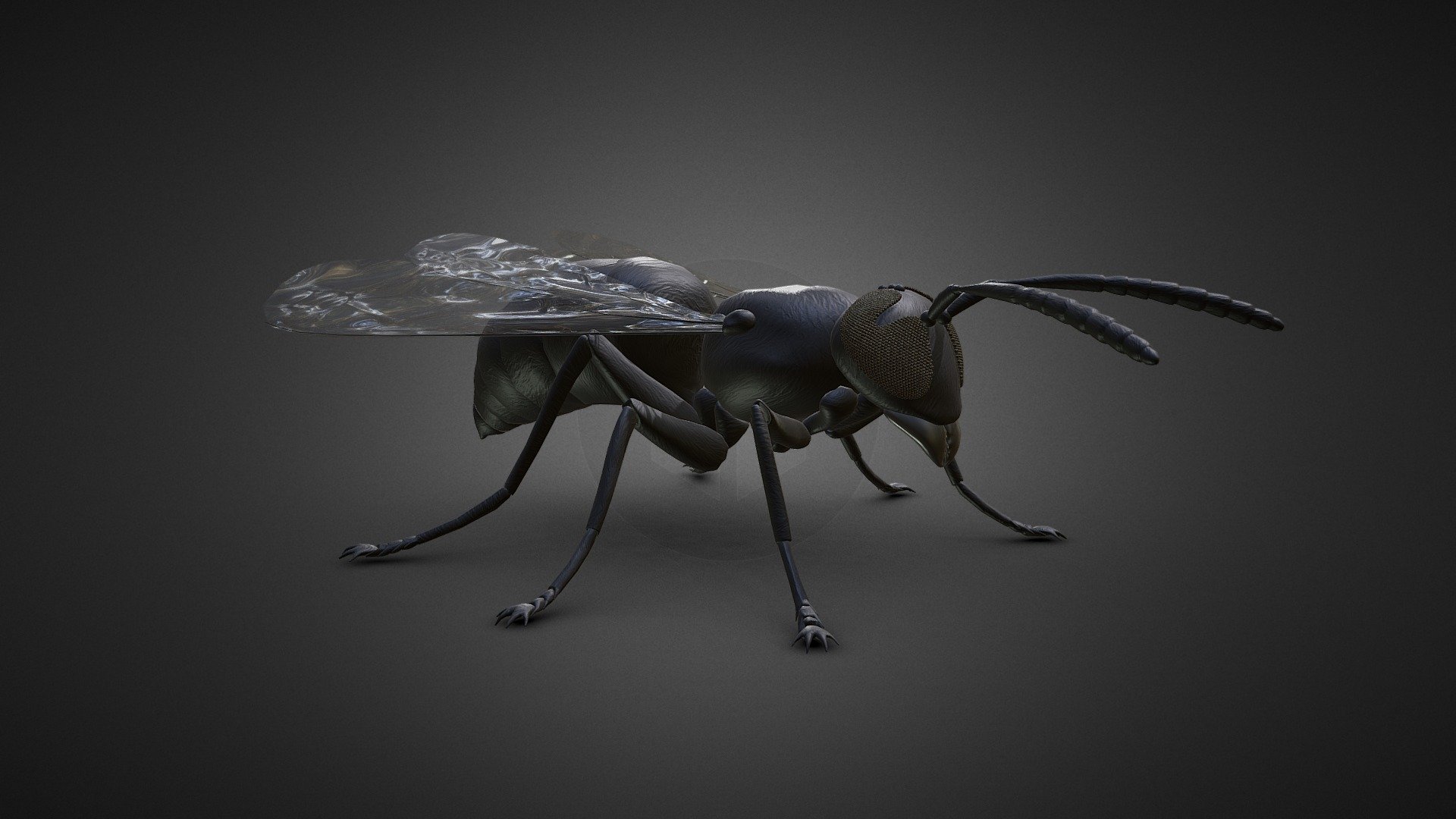 Wasp Micrography VR - Buy Royalty Free 3D model by Mass (@masood3d ...