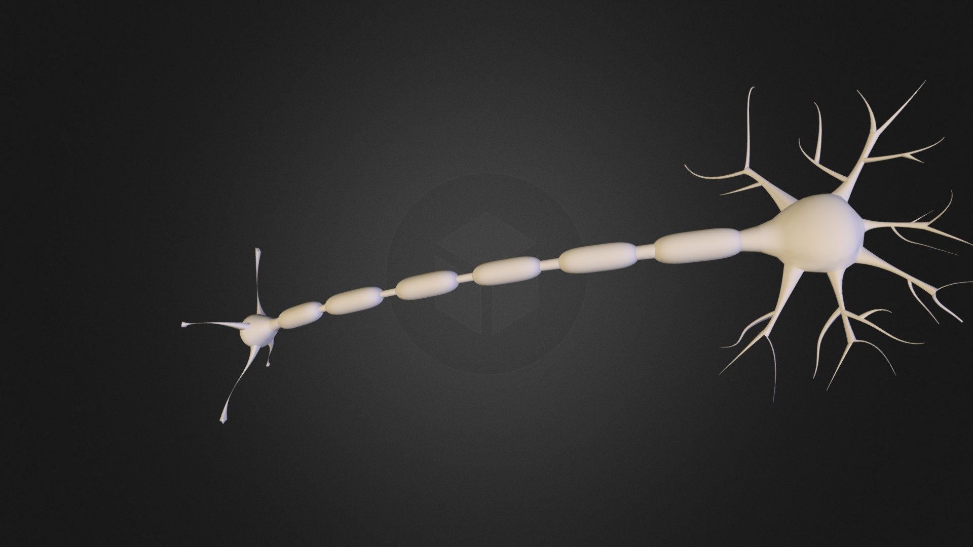 Neuron - 3D model by trukopstudios [951cd52] - Sketchfab