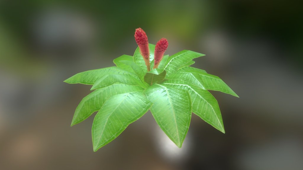 Tropical Plant - 3D model by royanaldi [9520305] - Sketchfab
