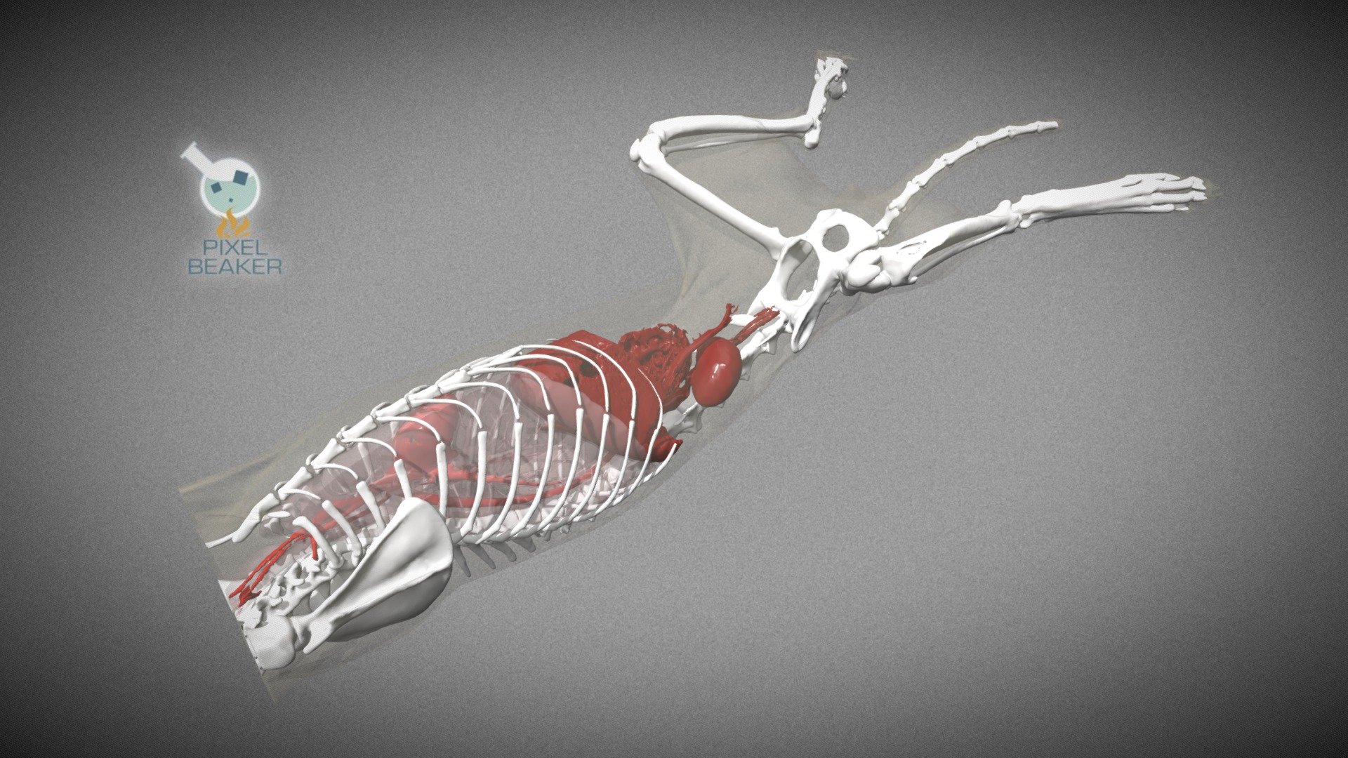3D Feline Anatomy: Renal Mass - 3D model by Pixelbeaker [9520734 ...