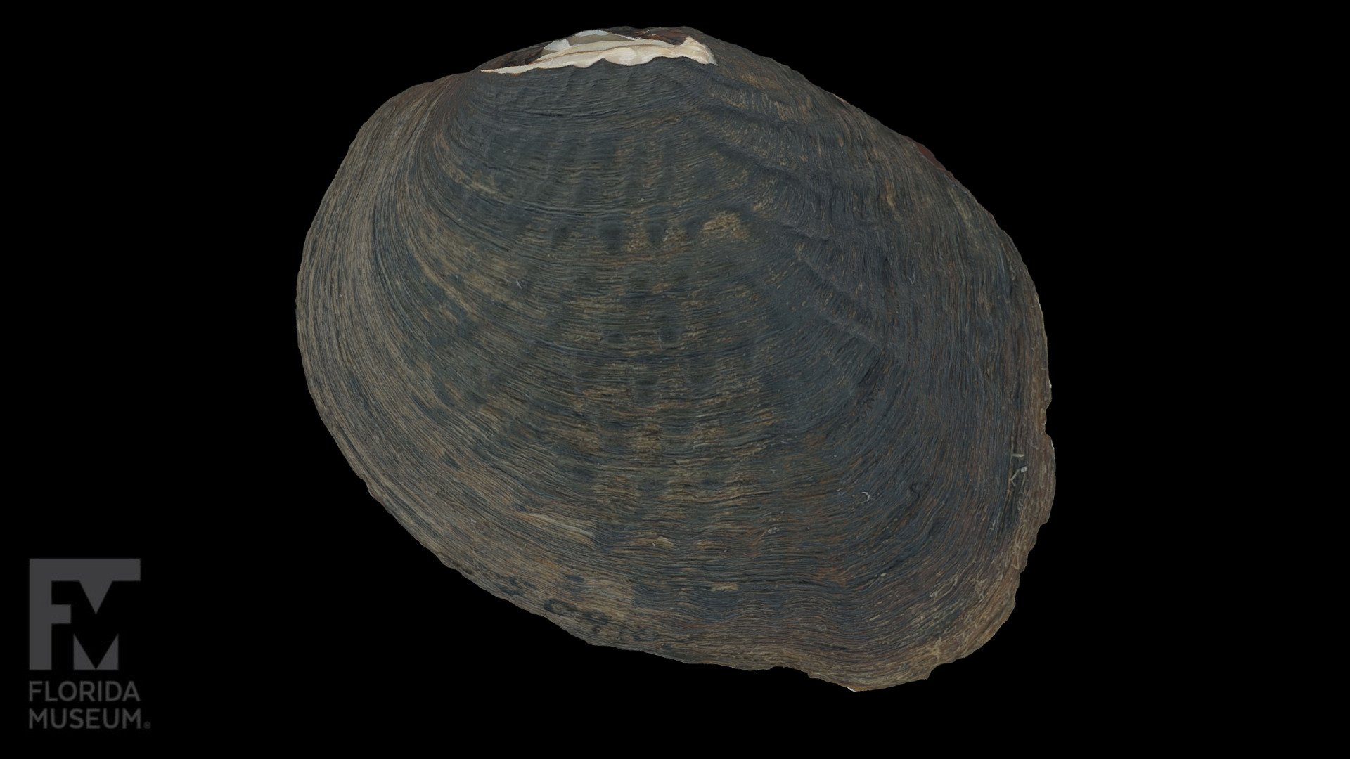 Sculptured Pigtoe - Freshwater Mussel - 3D model by FloridaMuseum ...