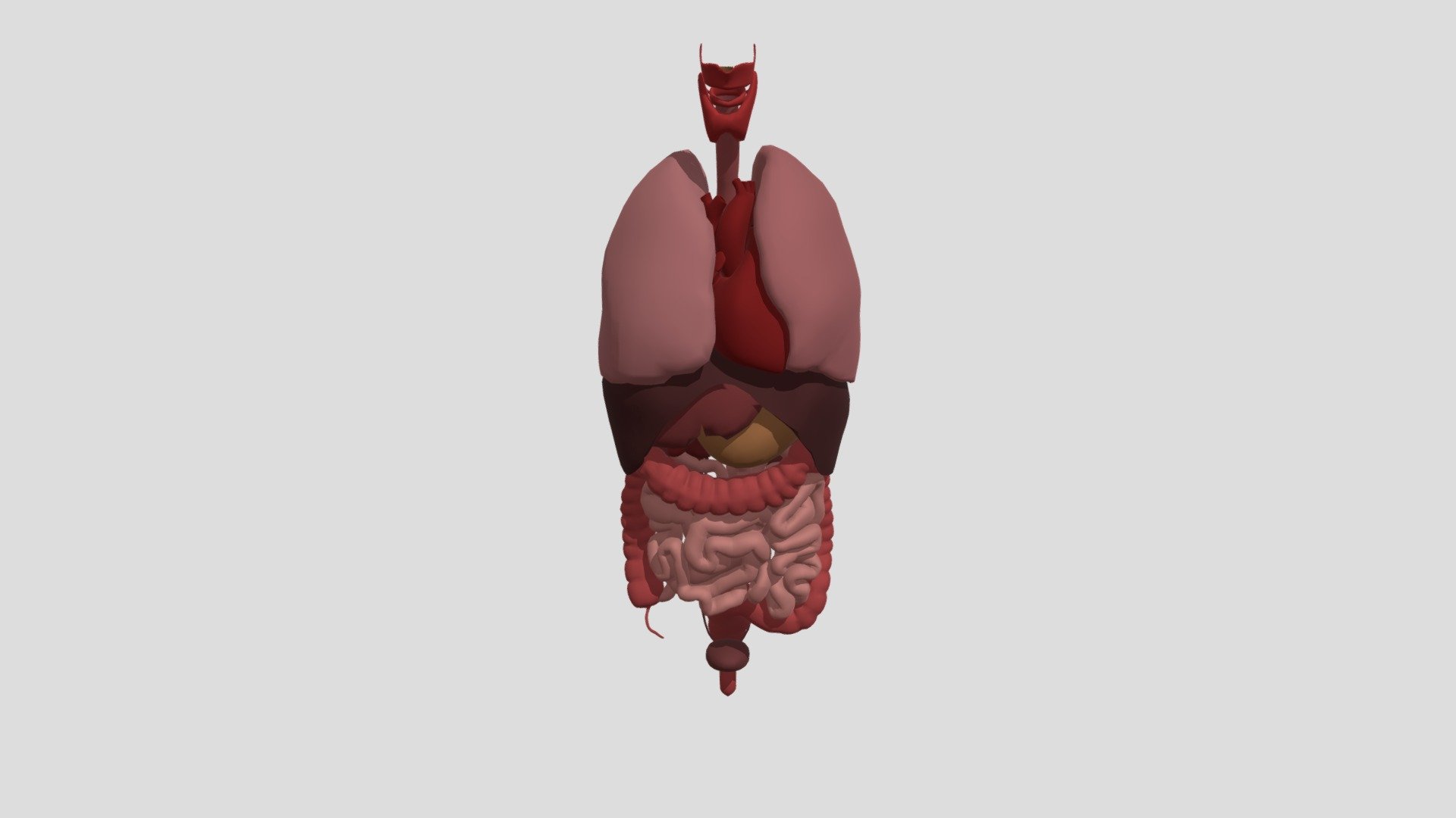 Organs - 3D model by cablecut [952b9ca] - Sketchfab