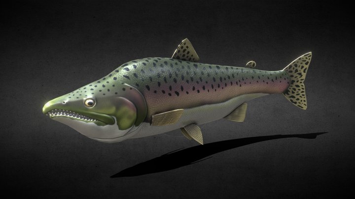 Fins 3D models - Sketchfab