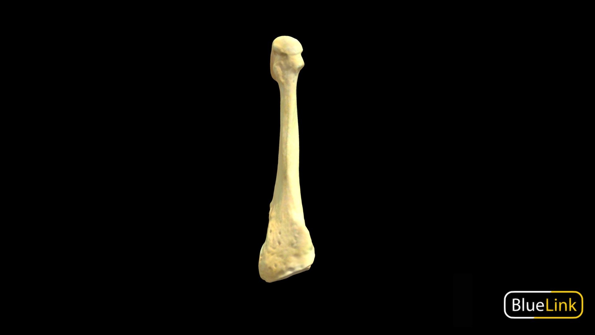 Metatarsal 3 - Left, Unlabeled - 3D model by Bluelink Anatomy ...