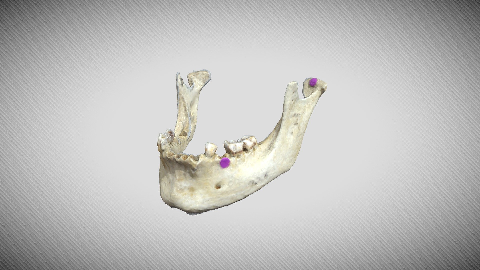 Mandible Final - 3D model by San Diego State University (@sdsu ...