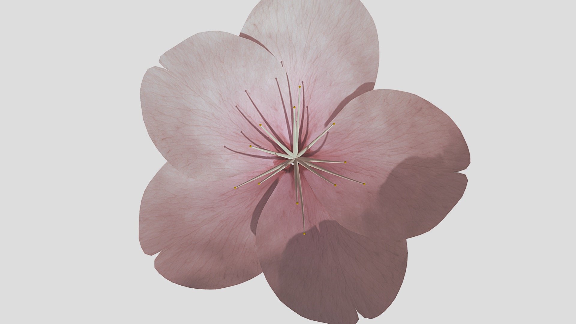 flower pt 2 - Download Free 3D model by emilyvictoria [952e133] - Sketchfab