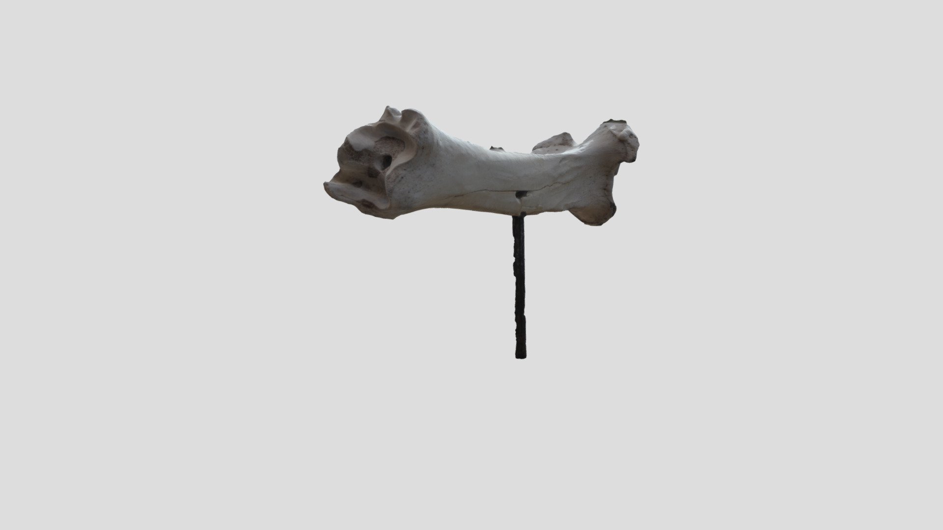Bone Cap Real - 3D model by The Hub @ Colgate University (@thehub ...