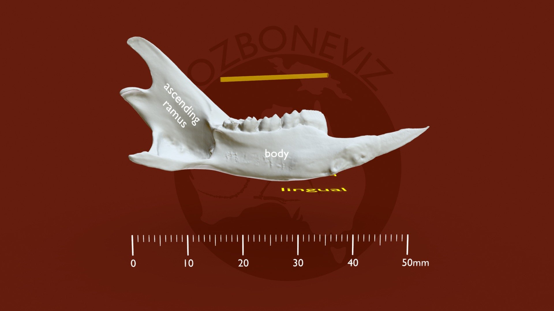 Woylie (brush-tailed bettong) dentary - 3D model by Ozboneviz [9537634 ...
