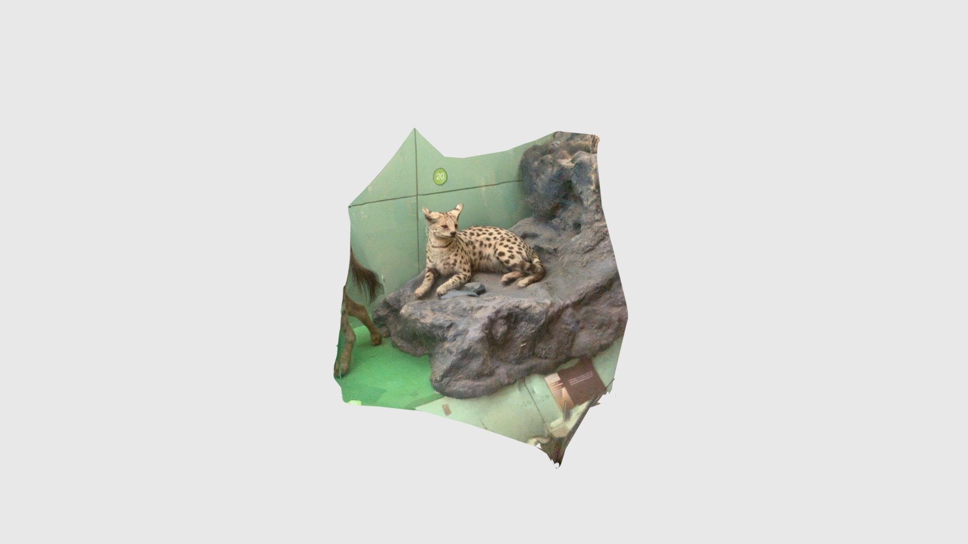 Serval cat - Download Free 3D model by Jiwe Studio (@jiwestudio ...