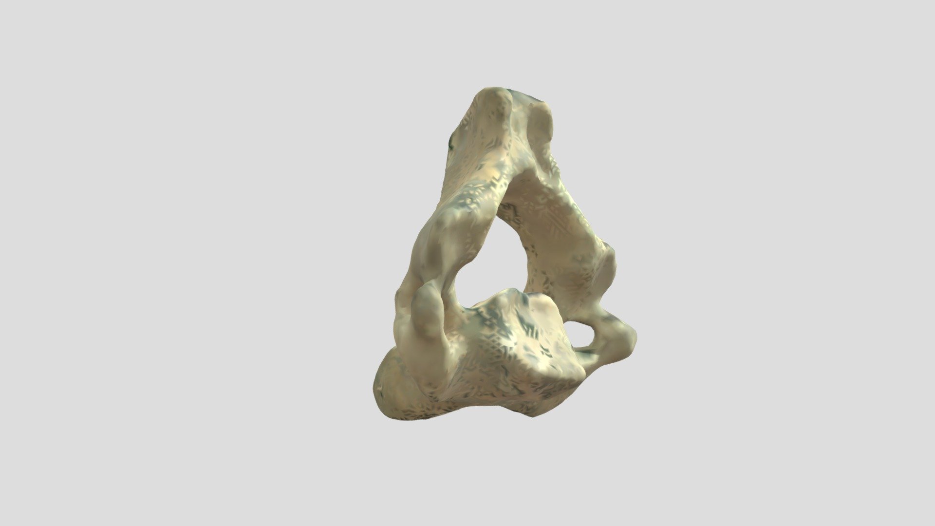 Human axis C2 - 3D model by nealendacott [9538046] - Sketchfab