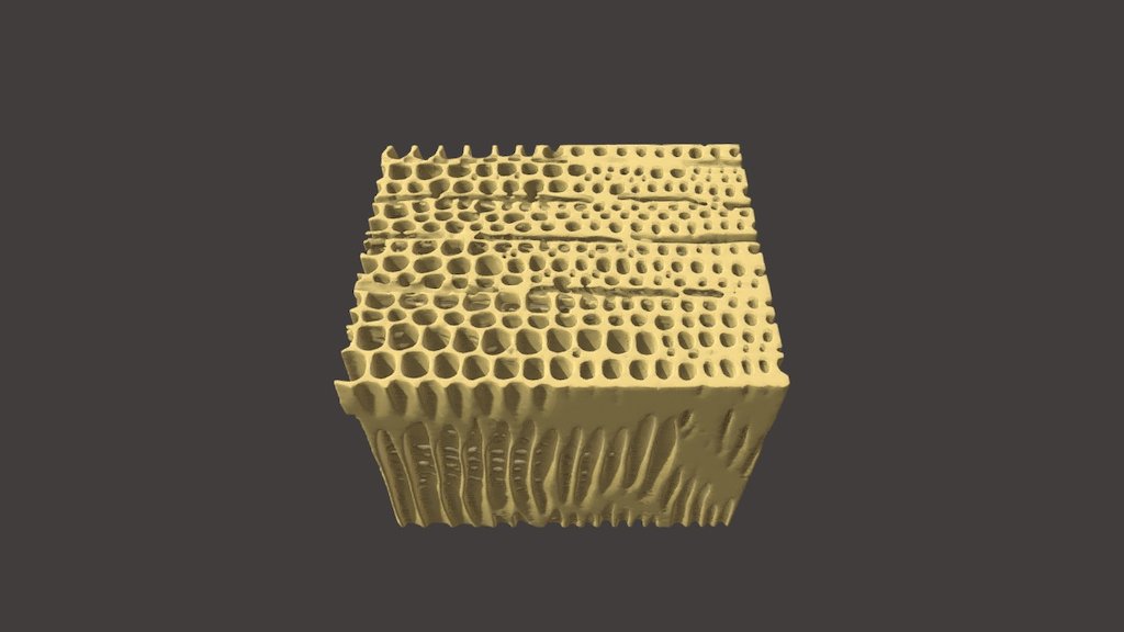 Loblolly Pine (wood) microstructure - 3D model by scmayo [95387c9 ...