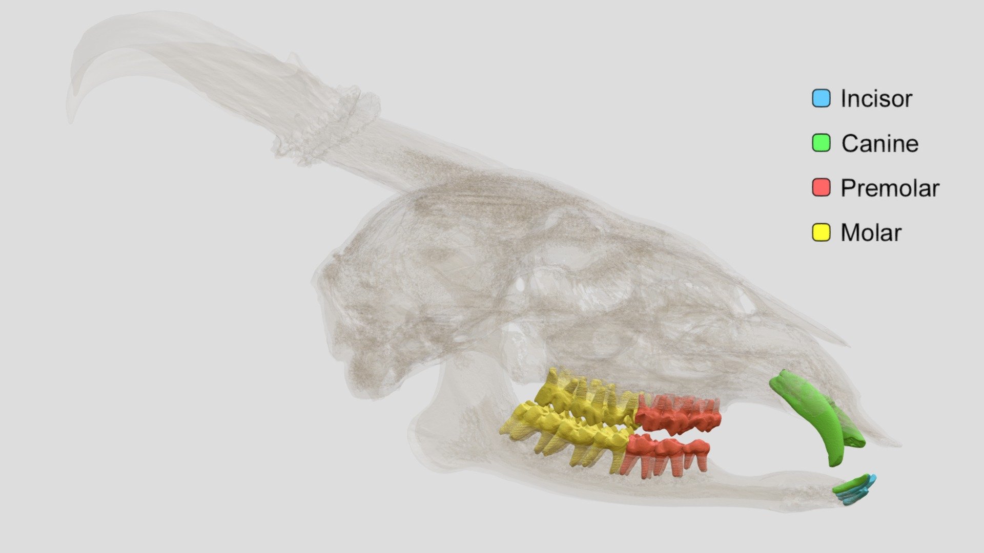 Muntiacus reevesi (MSB:Mamm:53051) - Clear - 3D model by Biodiversity ...