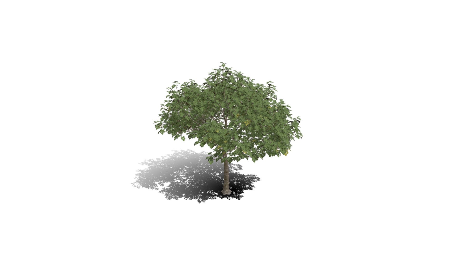Realistic HD Common fig tree (10/30) - Download Free 3D model by ...