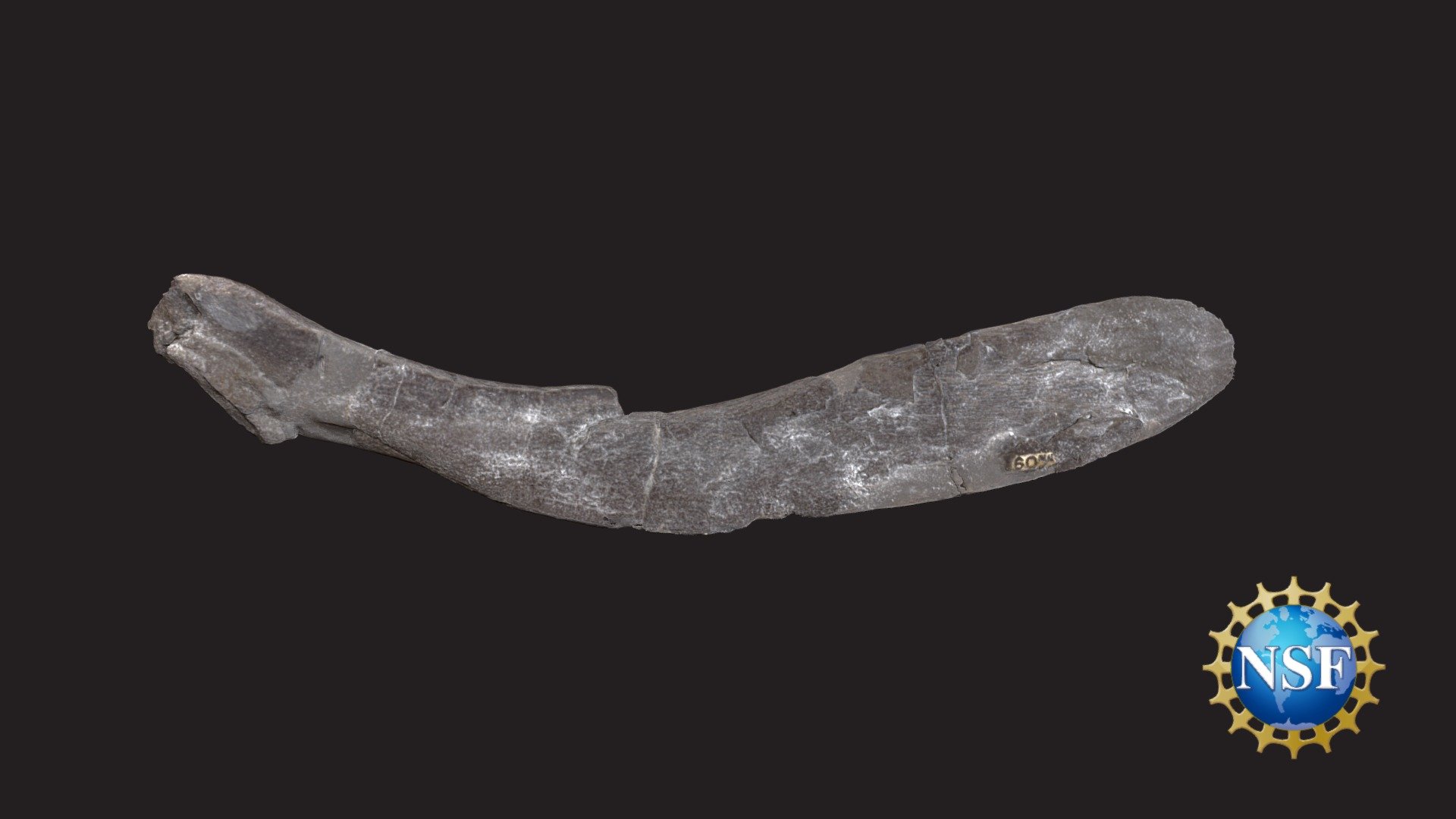 CMNH 6054, Paramylostoma arcualis jaw (Paratype) - 3D model by ...