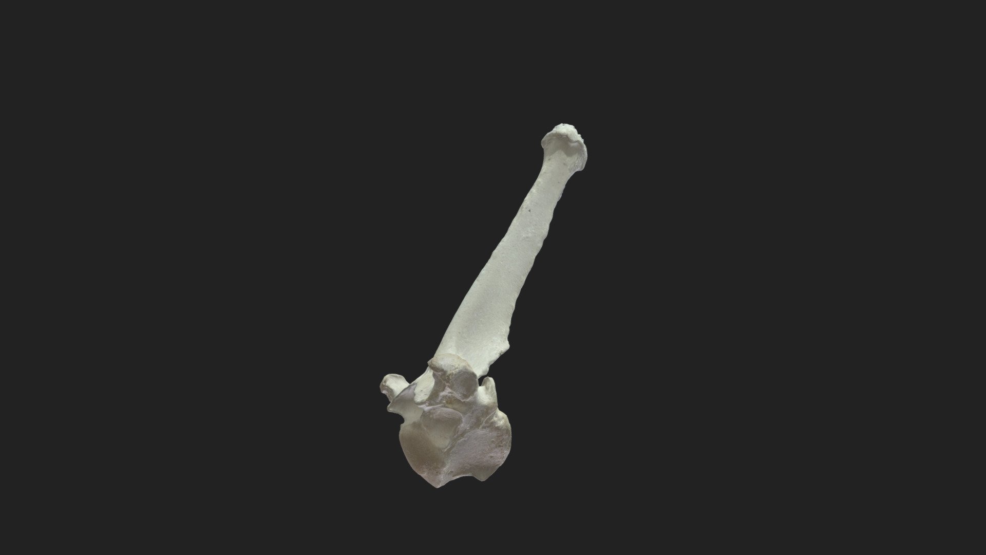 4th thoracic vertebra donkey - 3D model by vetanatMunich [955201d ...