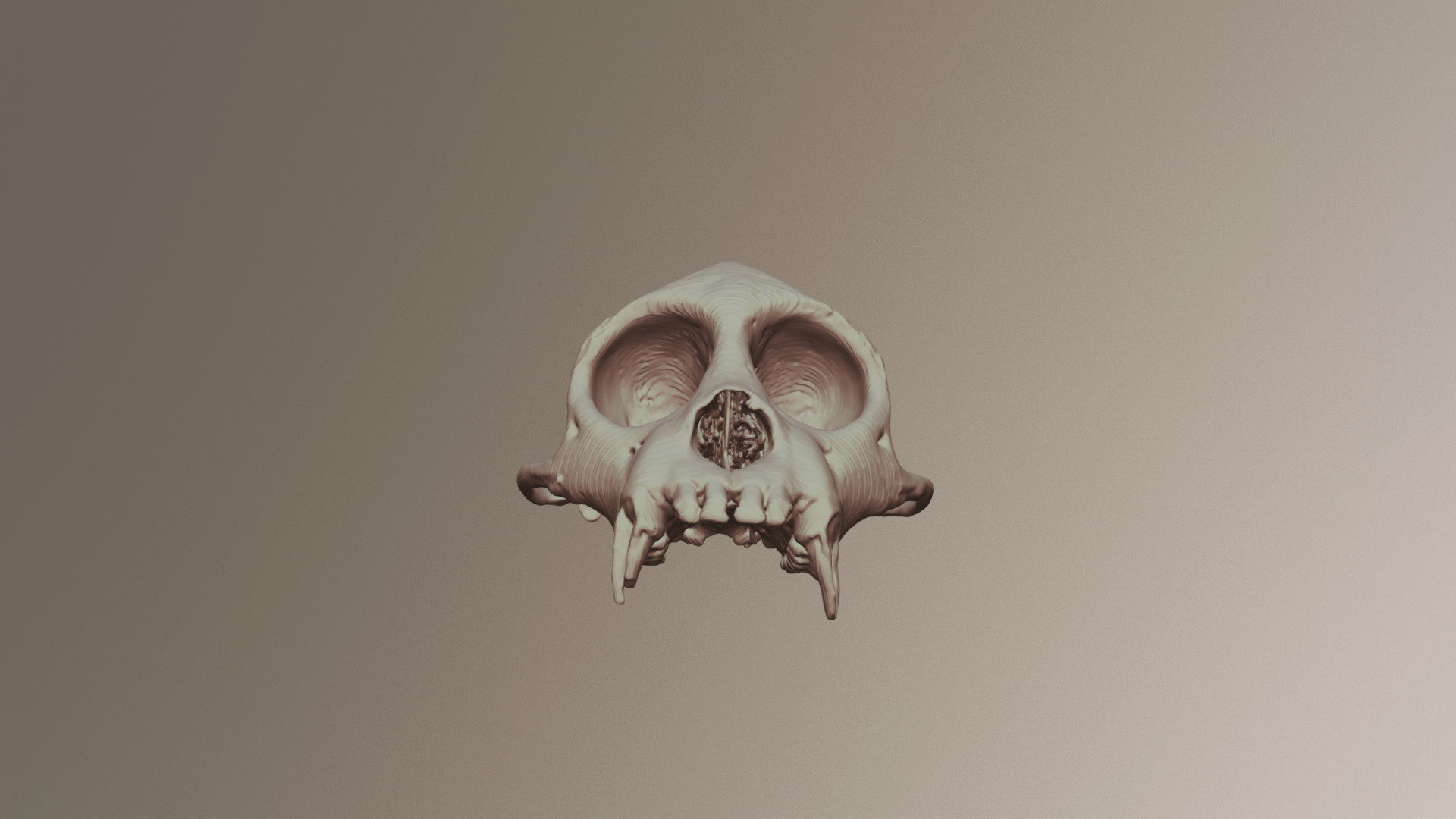 Tufted Capuchin, Colombia (USNM 241395) - 3D model by pbeardsley ...