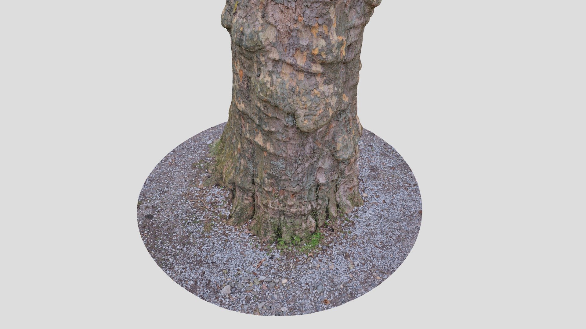 Tree scan 8k 007 - Buy Royalty Free 3D model by immerge [95560aa ...