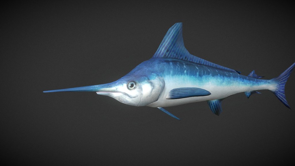Tetrapturus Albidus - 3D model by YOURS (@double2) [955f909] - Sketchfab