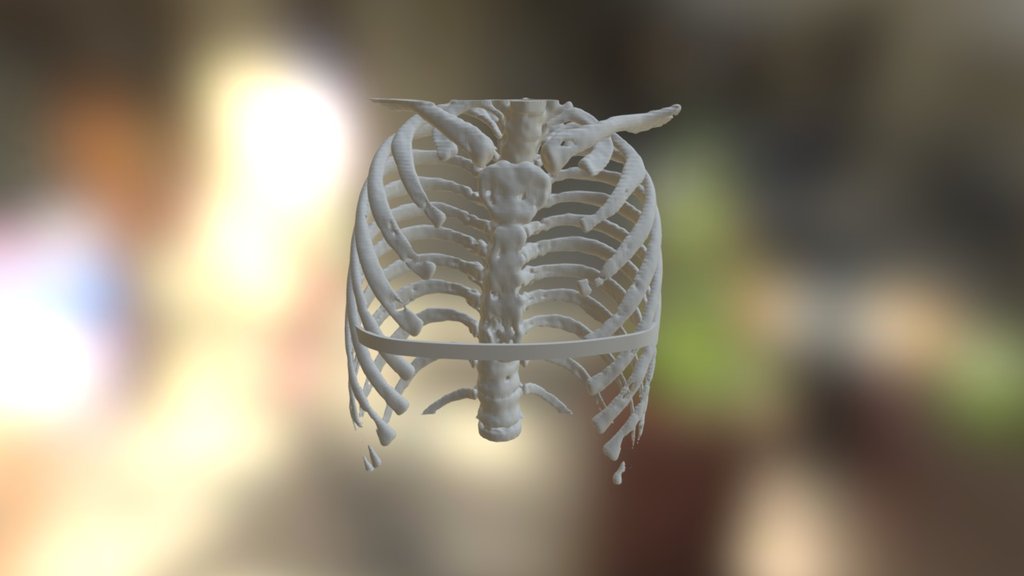 Nuss Skeleton - 3D model by FablabNDMC [9561e36] - Sketchfab