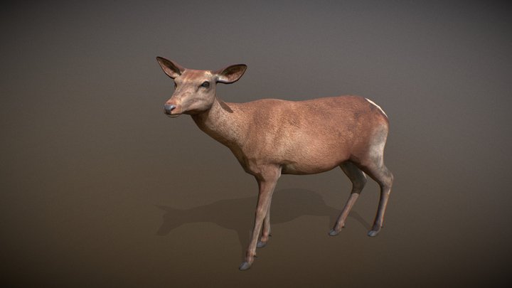 Red-deer 3D models - Sketchfab