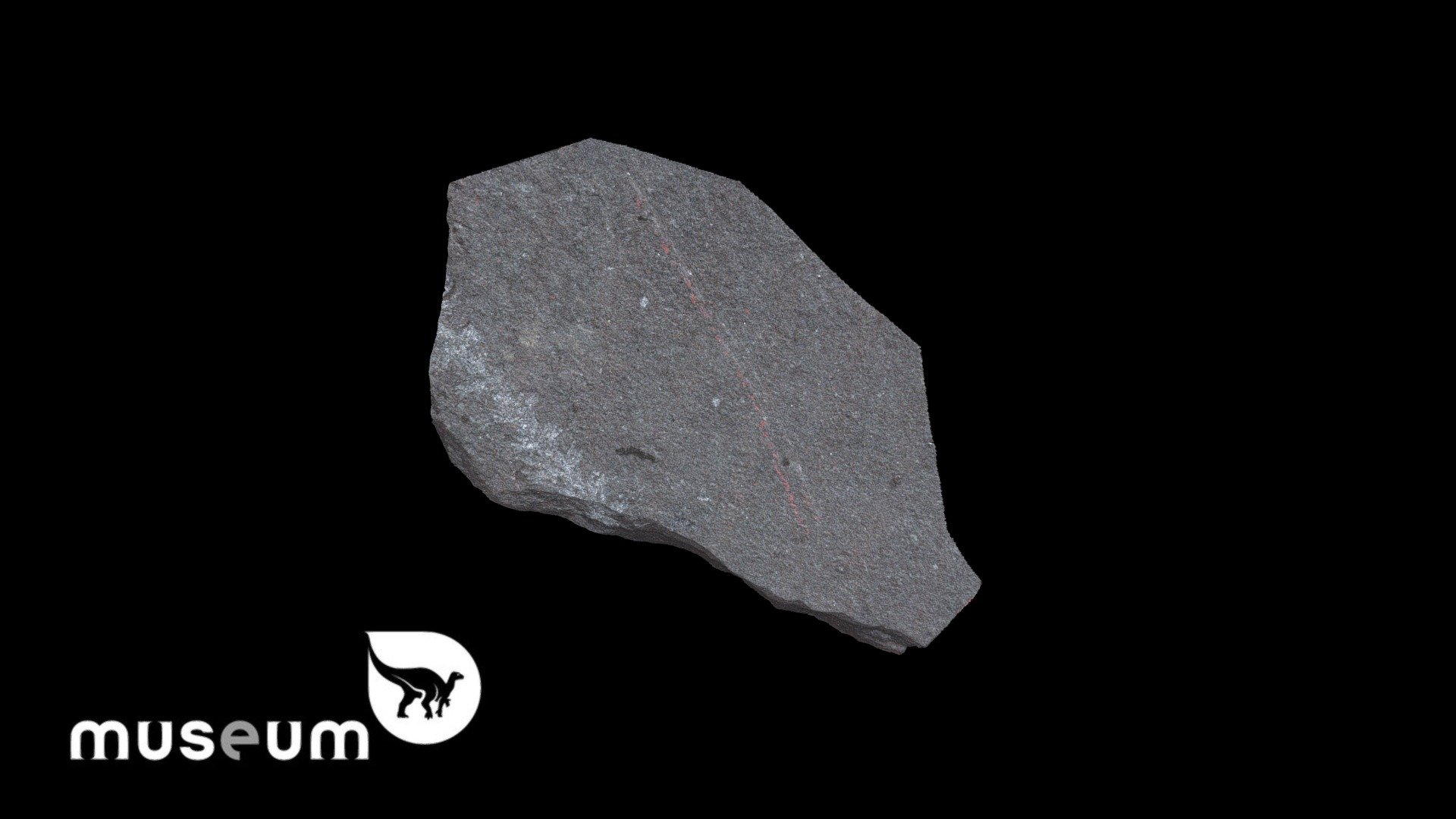 IRSNB b 7930 - Sphenophyllum tenerrimum - 3D model by Royal Belgian ...
