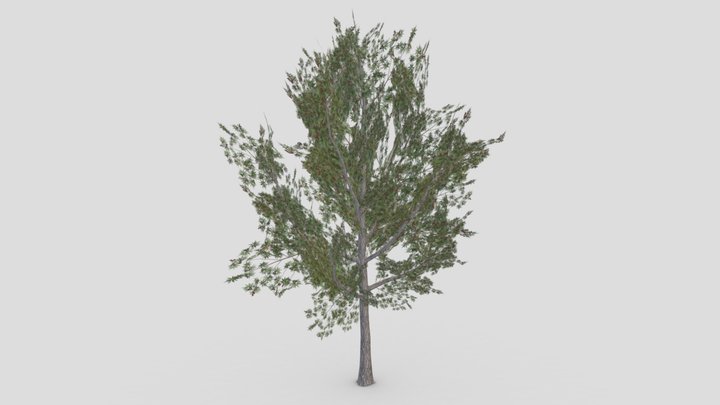 3d-conocarpus 3D models - Sketchfab