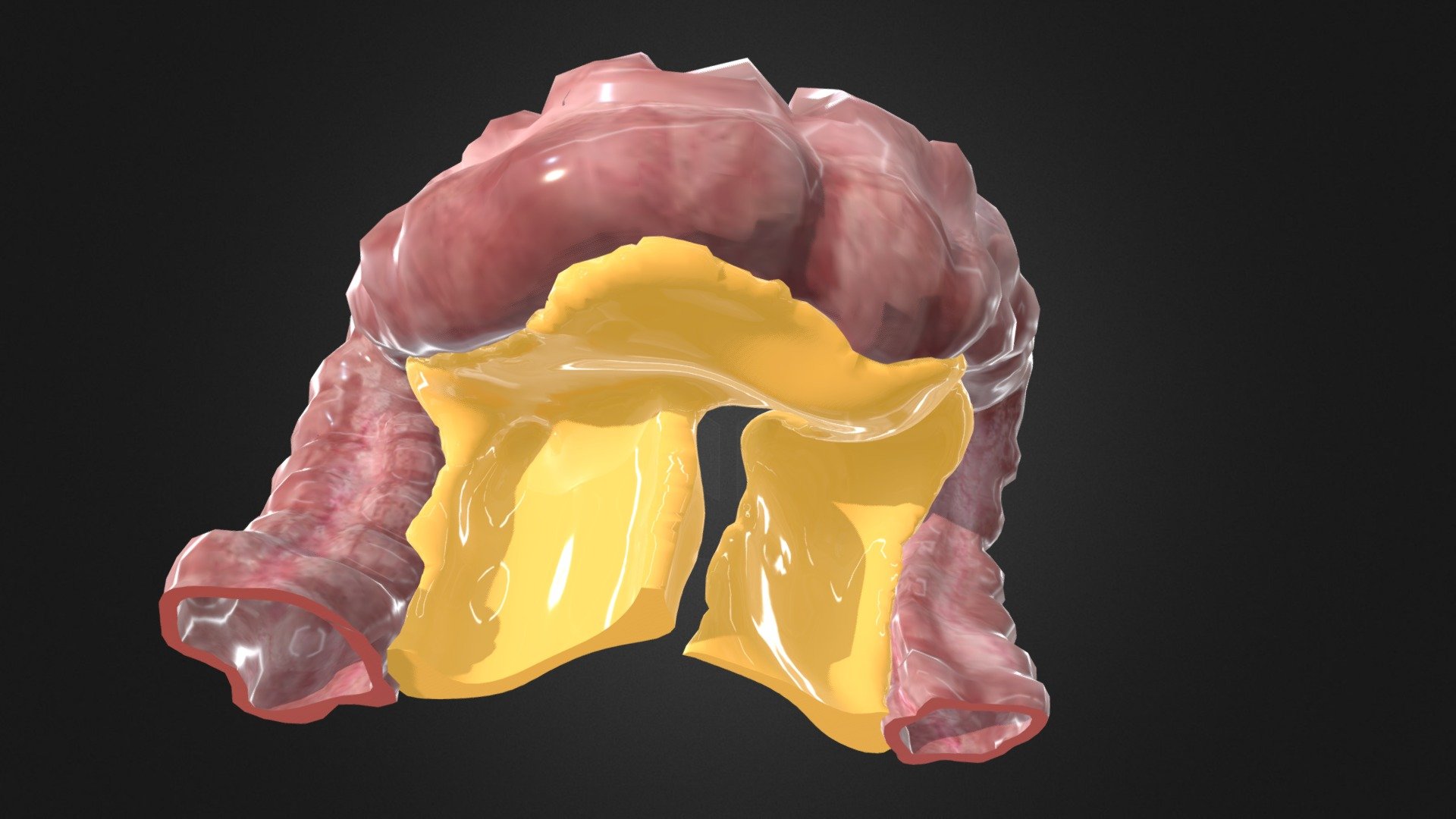 QR 4 – Sectioned view of the right and left meso - 3D model by Dara ...
