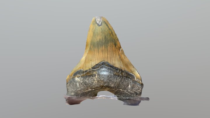 Megalodon 3D models - Sketchfab