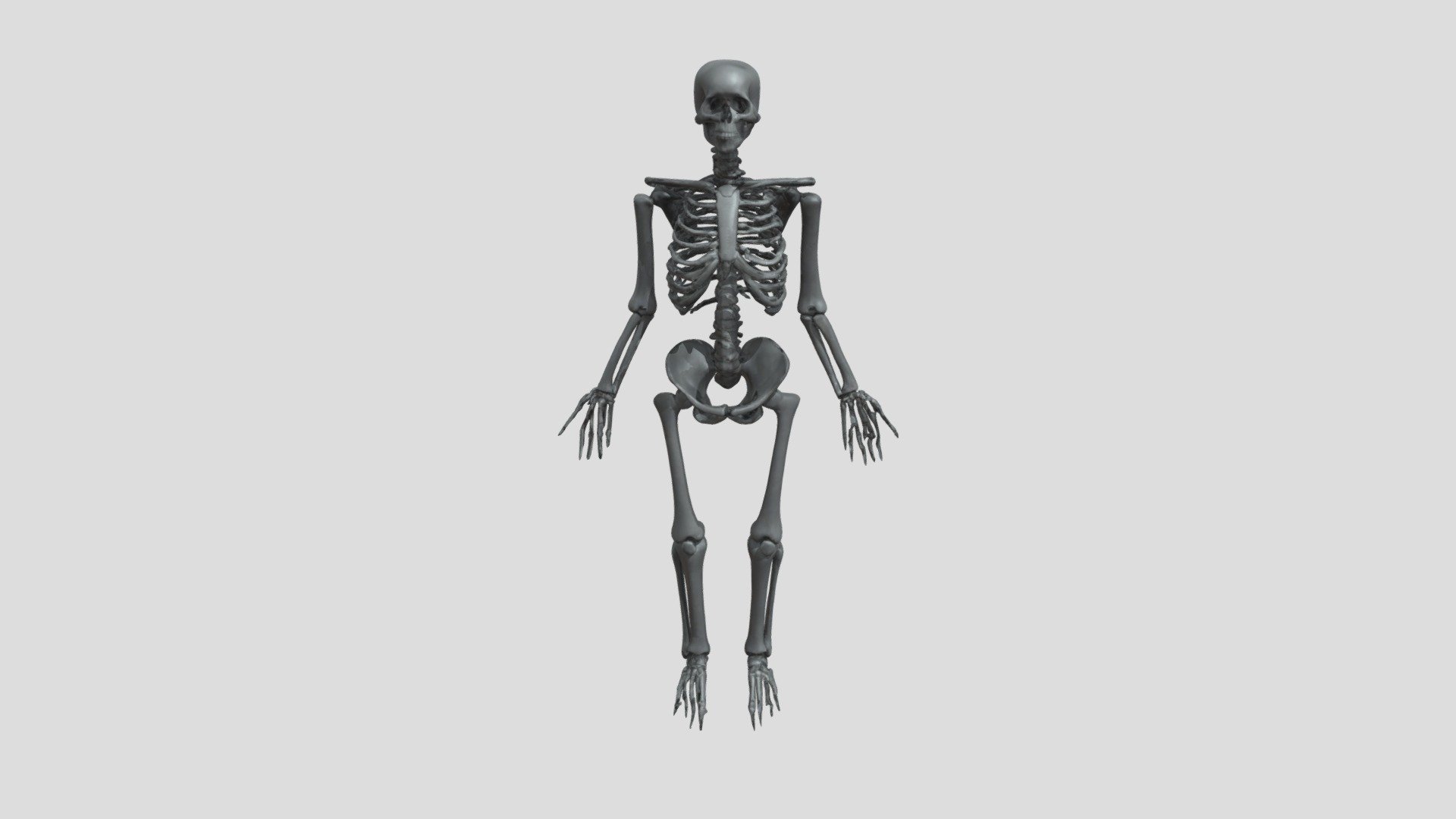 Anatomical Skeleton Diagram - 3D model by muhammadshofialfiyani ...