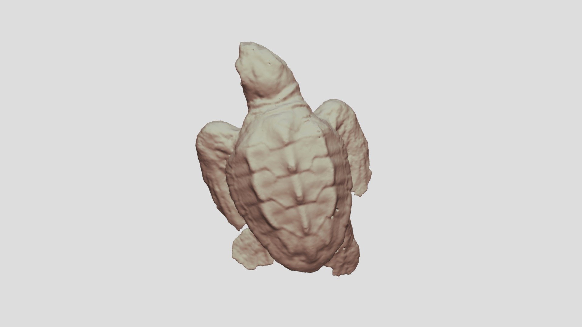 Juvenile Loggerhead Sea Turtle - 3D model by Liquid Life Laboratory ...