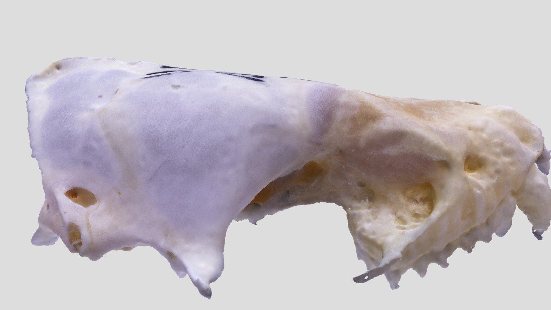 UWYMV:Mamm:133, Eptesicus fuscus pallidus,Crania - Download Free 3D ...