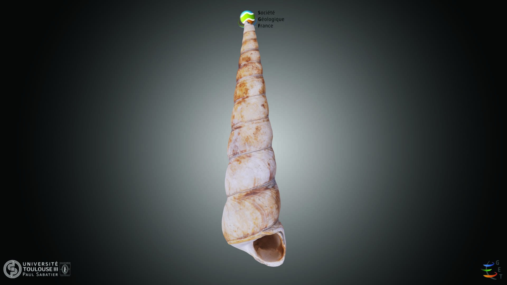 Gasteropode - Turritella sp. - Download Free 3D model by Société ...