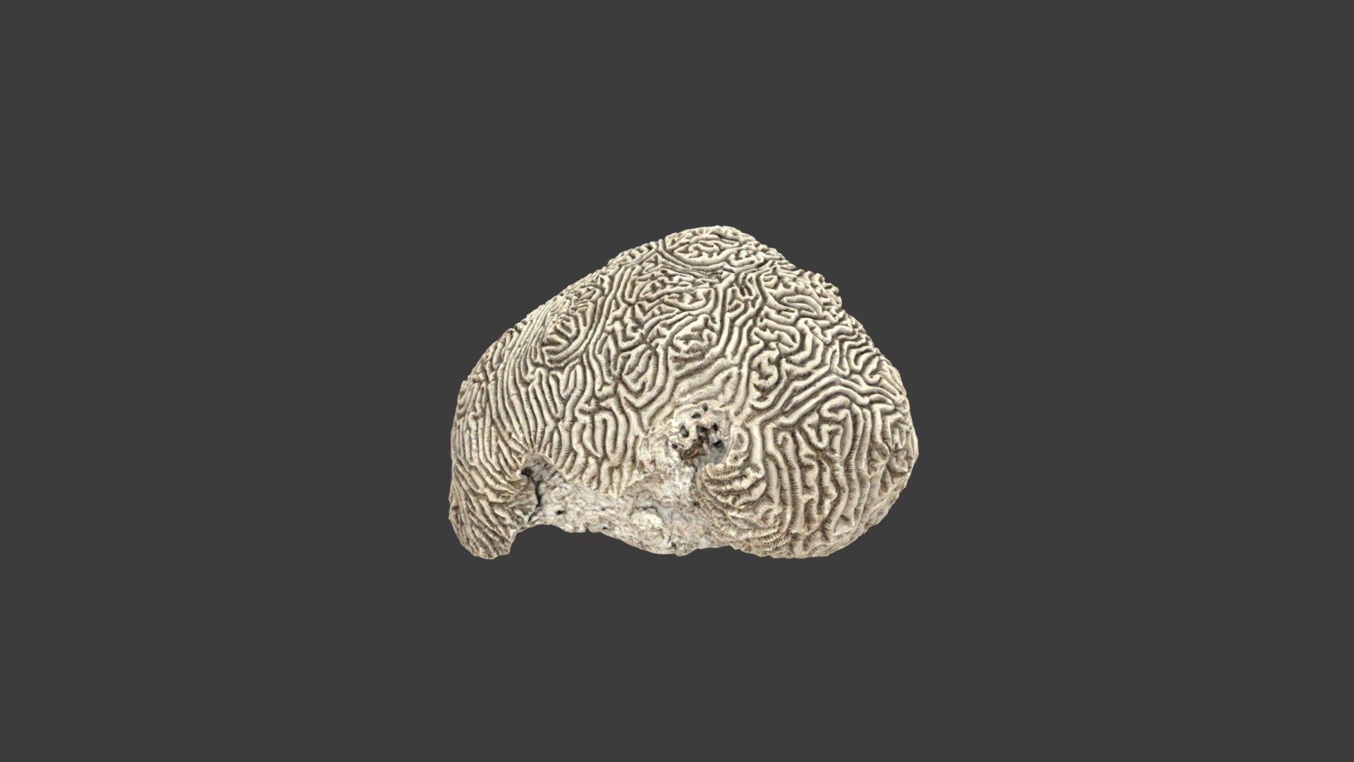 Meandrina meandrites - Download Free 3D model by The Smithsonian ...