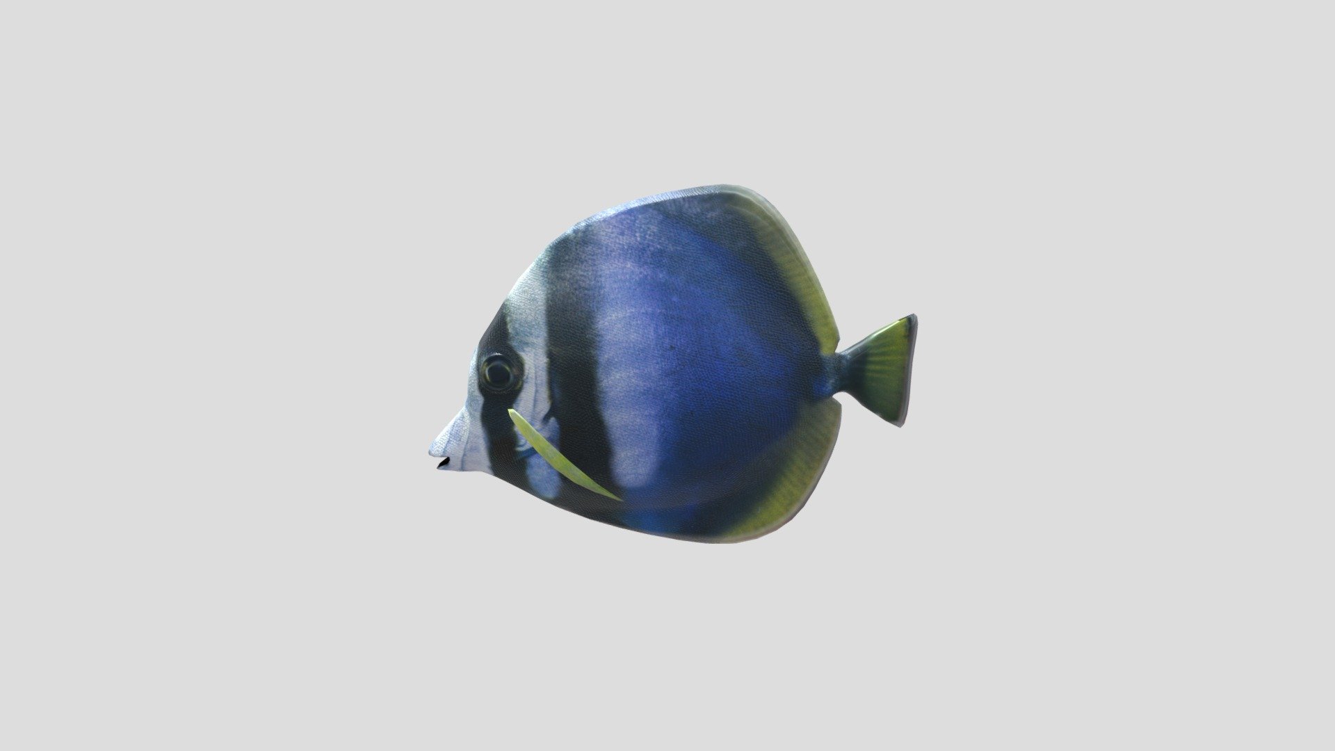 Fish - Download Free 3D model by Angel Quintero (@Nitro_Xide) [95888f8 ...