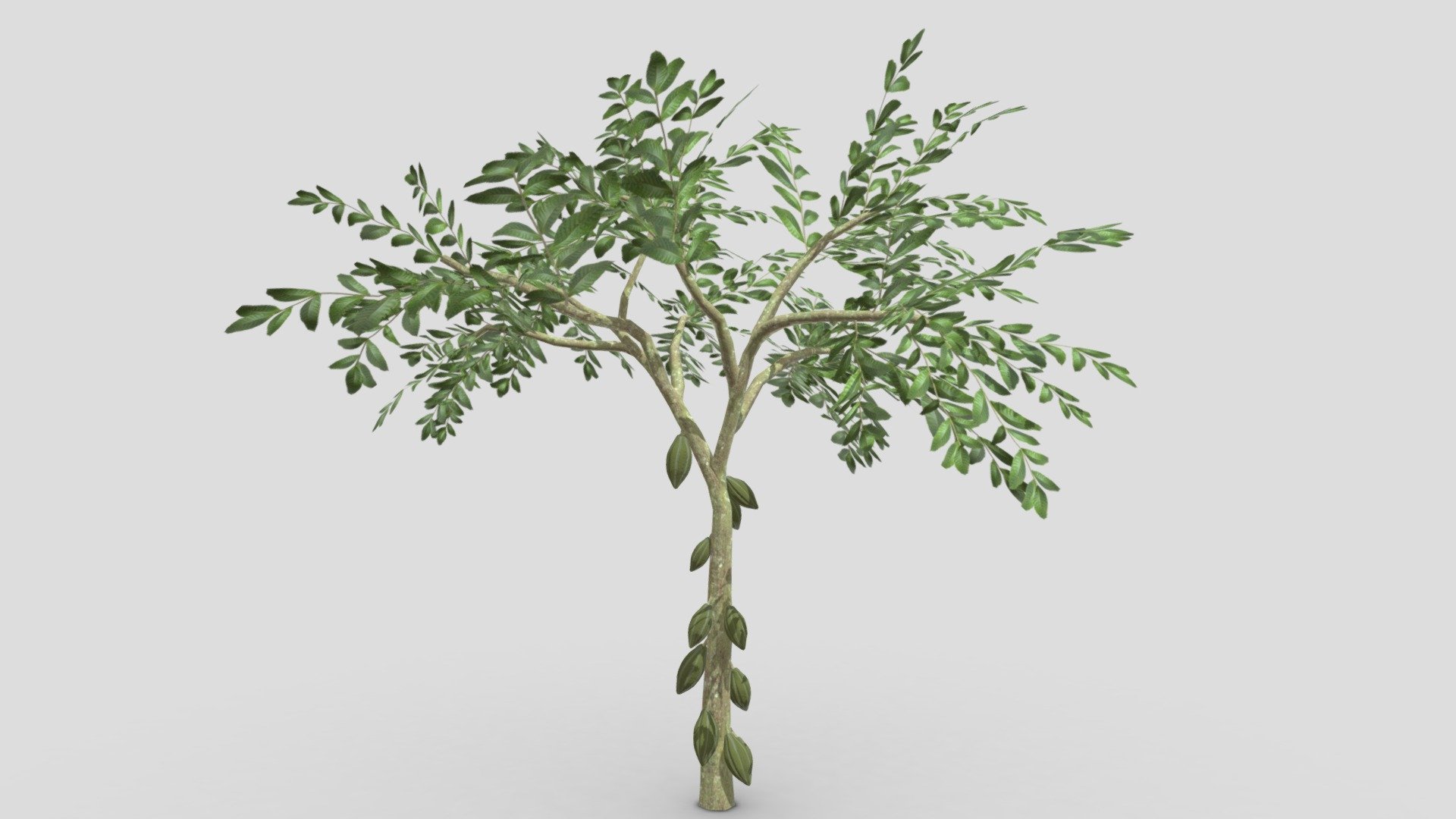 Cacao Tree( Green Fruit)- 04 - Buy Royalty Free 3D model by ASMA3D ...