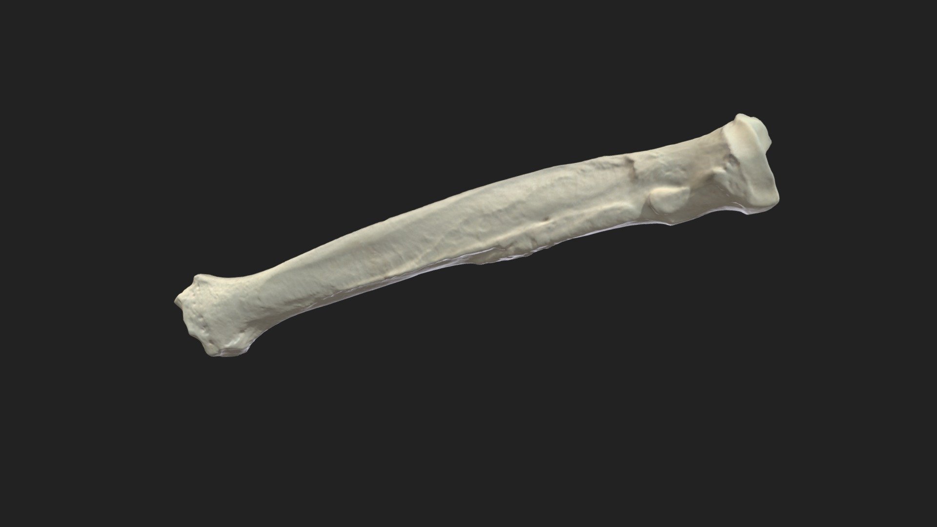 radius (radius) dog - Download Free 3D model by vetanatMunich [958a281 ...