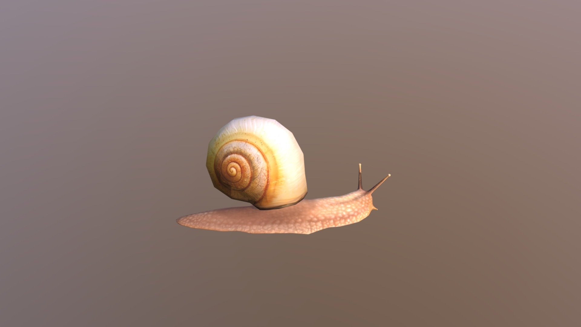Snail - 3D model by masariff [95986cd] - Sketchfab