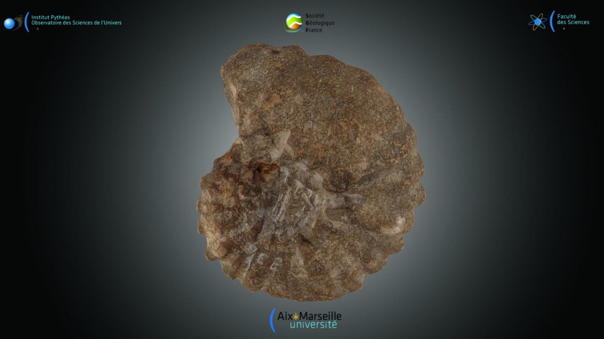 Ammonoïde - Acanthoceras sp. - Download Free 3D model by Société Géologique de France (@sgfrance ...