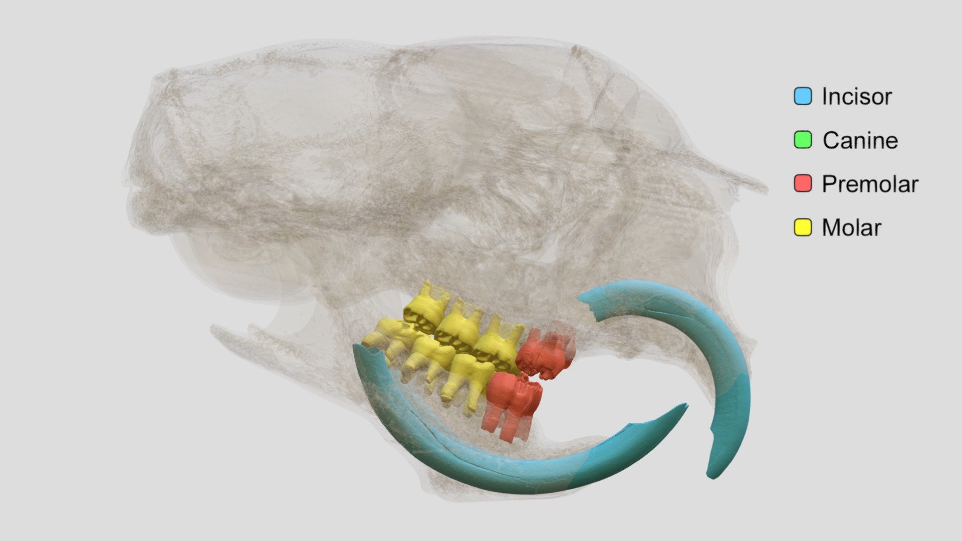 Coendou prehensilis b. (MSB:Mamm:56078) - Clear - 3D model by ...