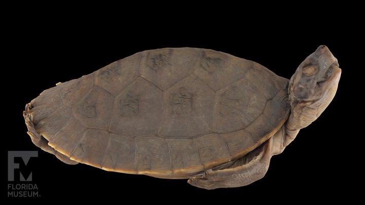 Hickatee 3D models - Sketchfab