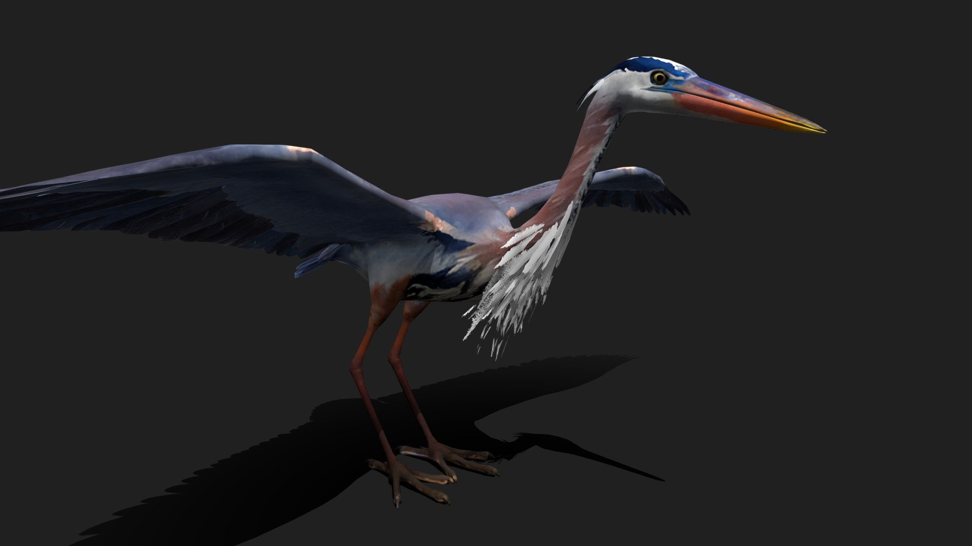 Realistic Heron 3D Model - Download Free 3D model by WildMesh 3D ...