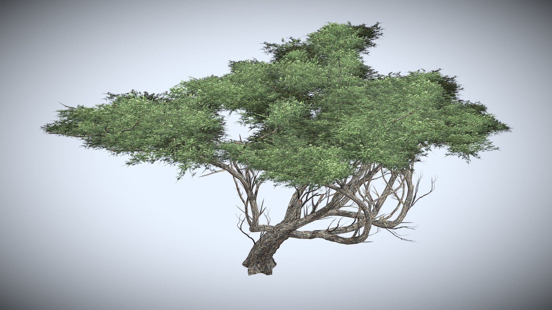 Acacia Tree - Buy Royalty Free 3D model by DATEC_Studio [95abed4 ...