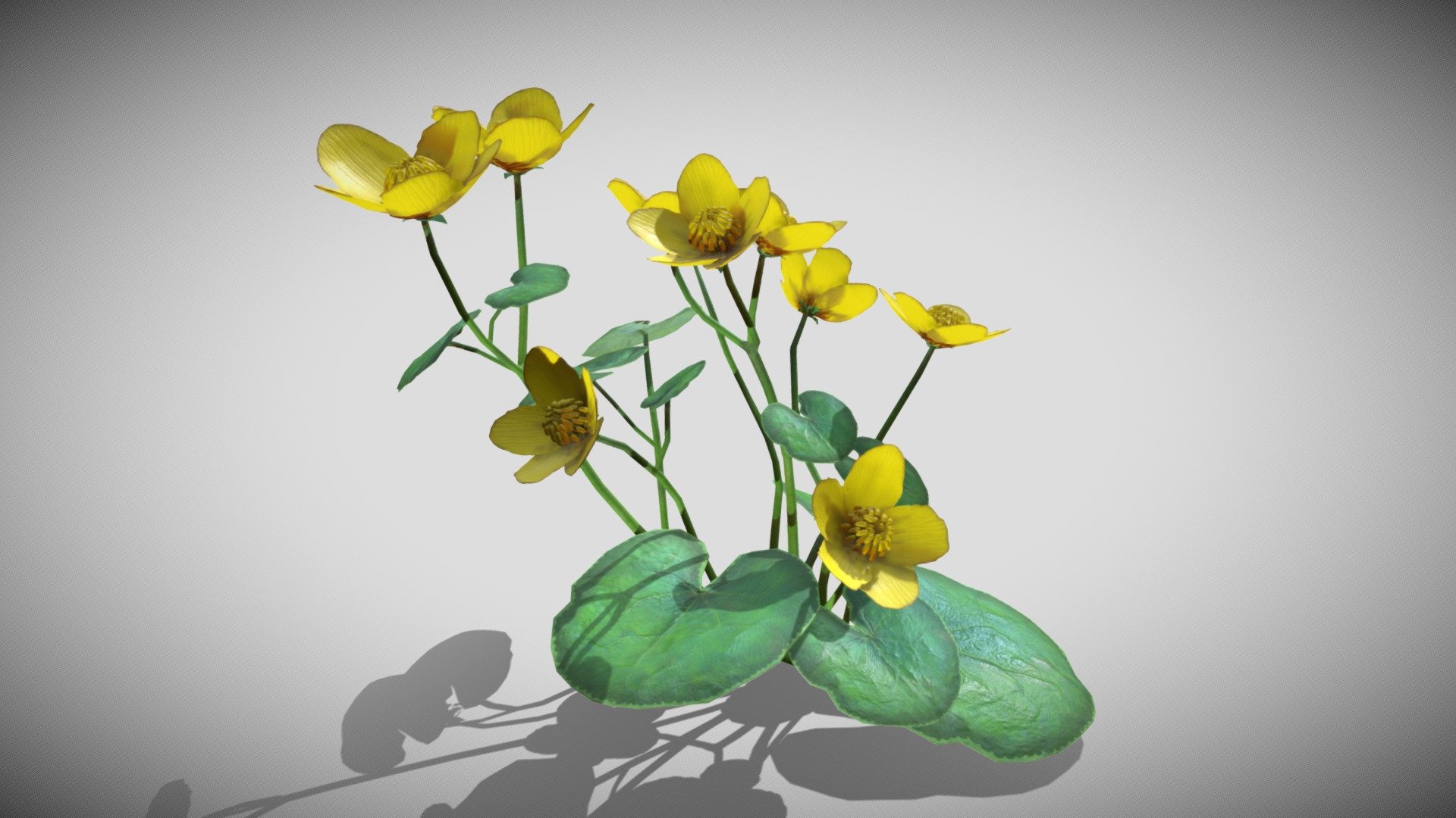 Marsh marigold high-poly - Download Free 3D model by Elena FF ...