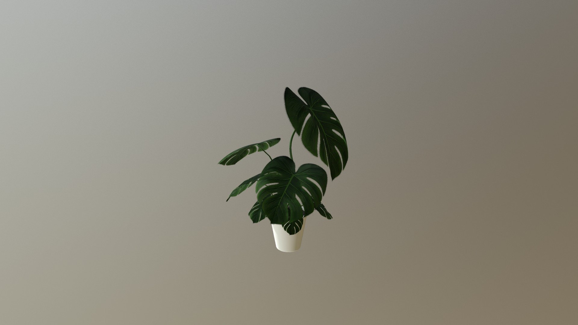 Monstera Deliciosa Model - 3D model by jhb93 [95ae0e3] - Sketchfab