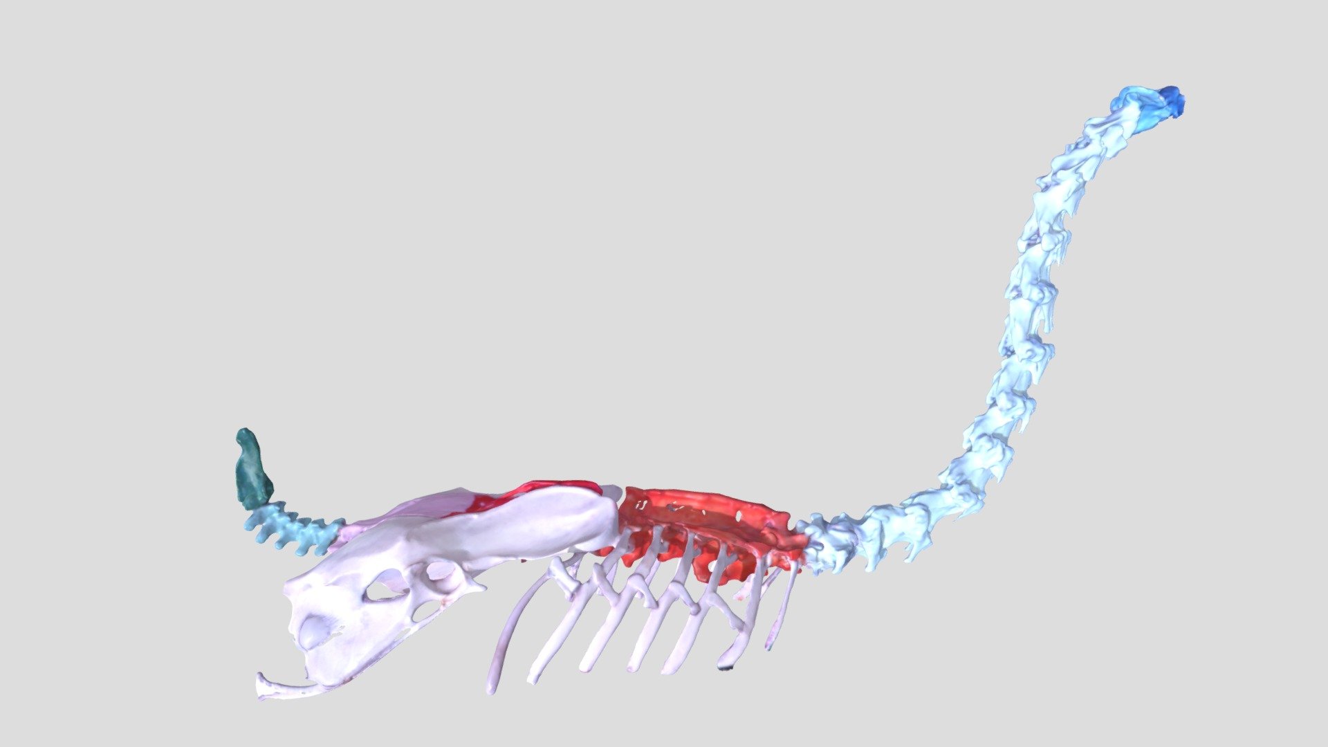 Columna vertebralis (chicken) - 3D model by University of Sarajevo ...